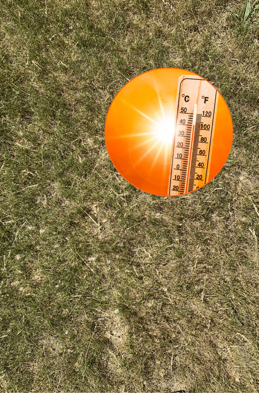 Signs Your Lawn is Suffering from Heat Stress – Akers of Lawn