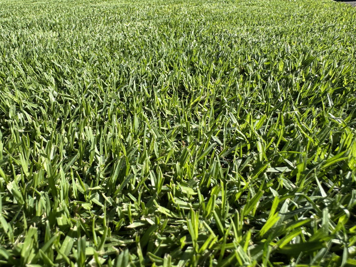 Eureka Male Sterile Kikuyu Turf – Akers of Lawn