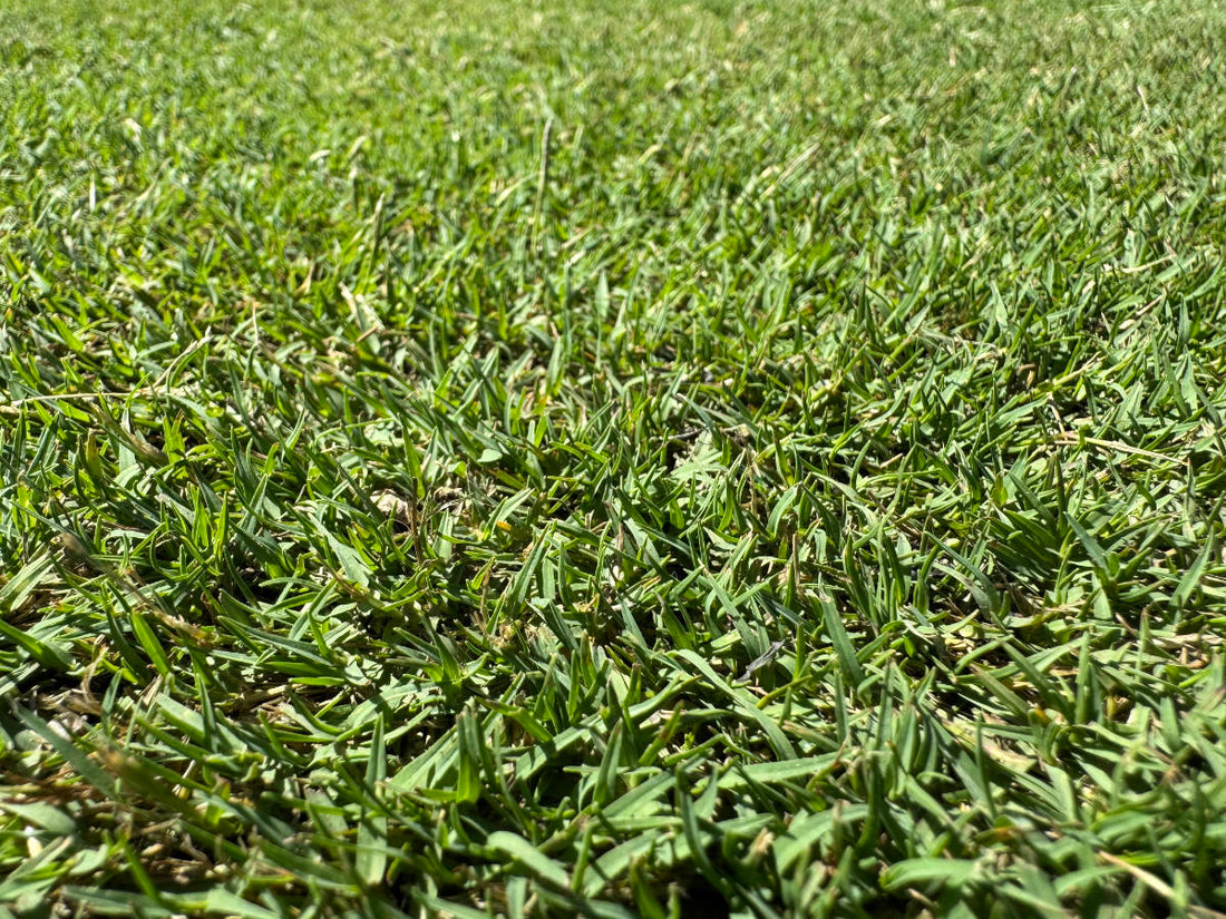 Nullarbor Couch Turf – Akers of Lawn