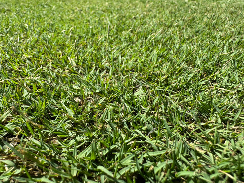 Nullarbor Couch Turf – Akers of Lawn